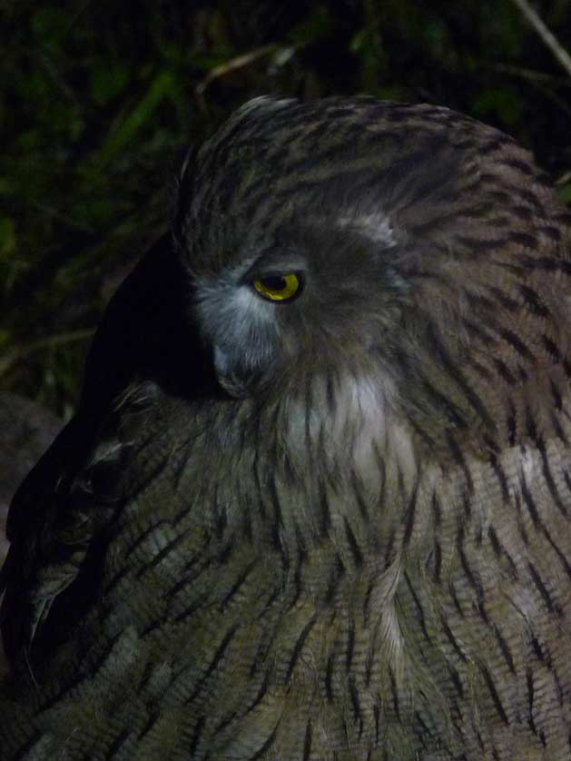 Blakiston Fish Owl | Japan Experience