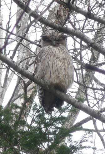 Blakiston Fish Owl | Japan Experience