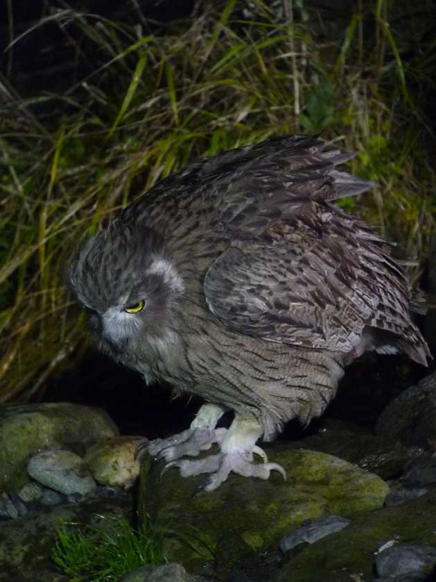 Blakiston Fish Owl | Japan Experience
