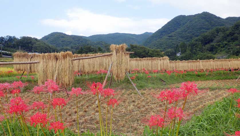 The Manyoshu | Japan Experience