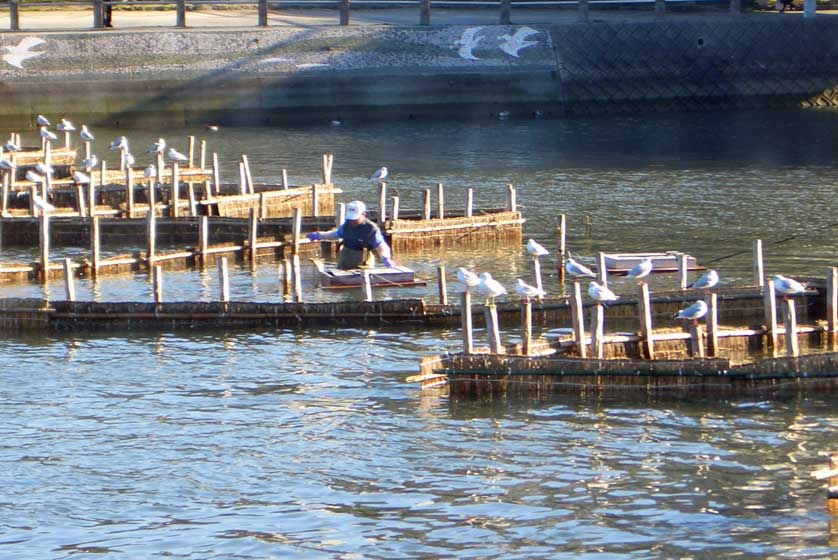 Shirouo | Japan Experience