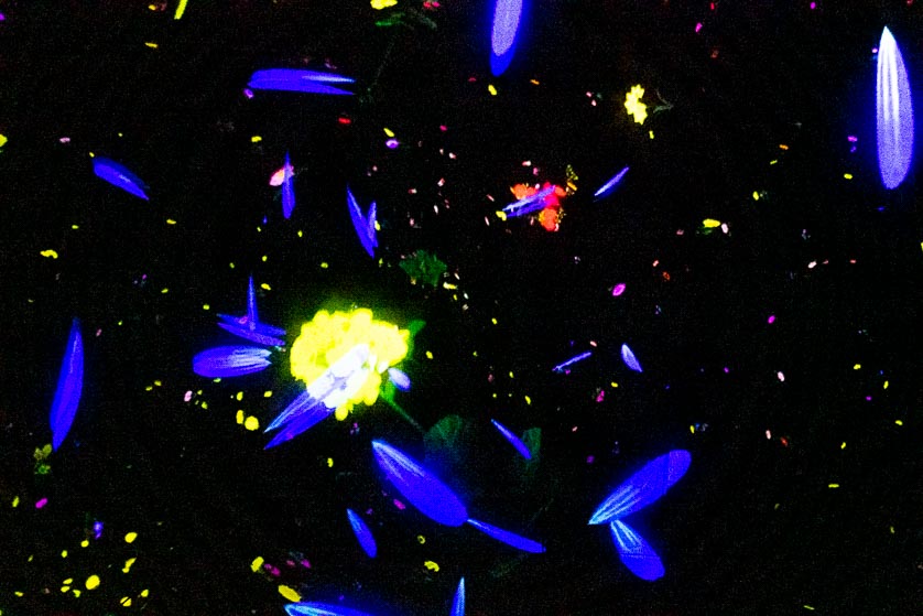 teamLab Planets Tokyo | Japan Experience