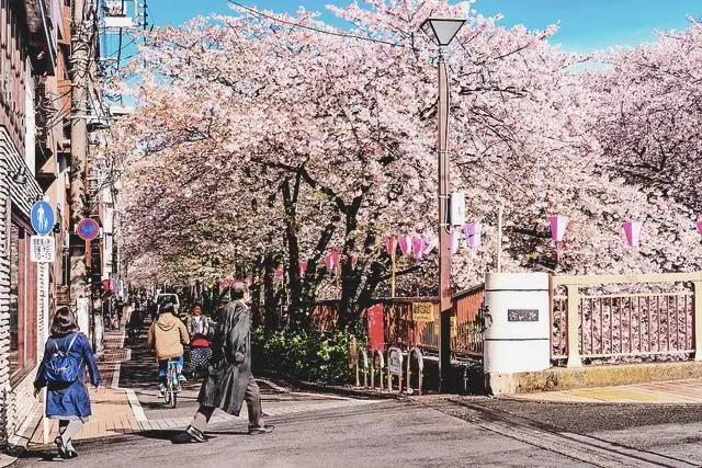 Hanami, Cherry Blossom Season in Japan | Japan Experience