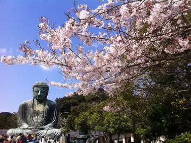 The 7 Best Places to see Cherry Blossoms in Kamakura | Japan Experience