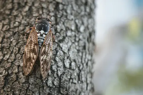 Japanese insects | Japan Experience