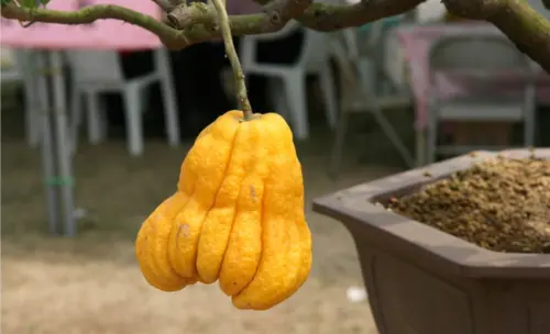 Japanese citrus fruits | Japan Experience