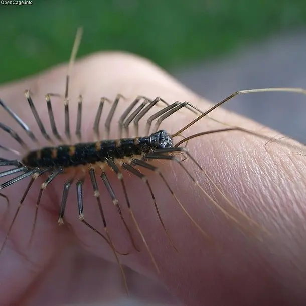 Japanese insects | Japan Experience