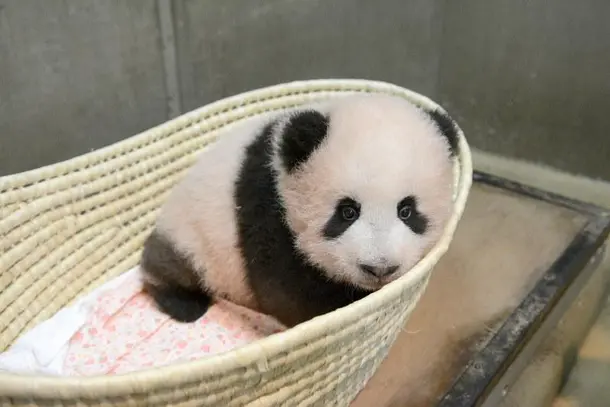 Top 8 of the most famous animals of Japan | Japan Experience