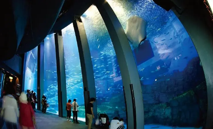 Japan's 5 Most Beautiful Aquariums | Japan Experience
