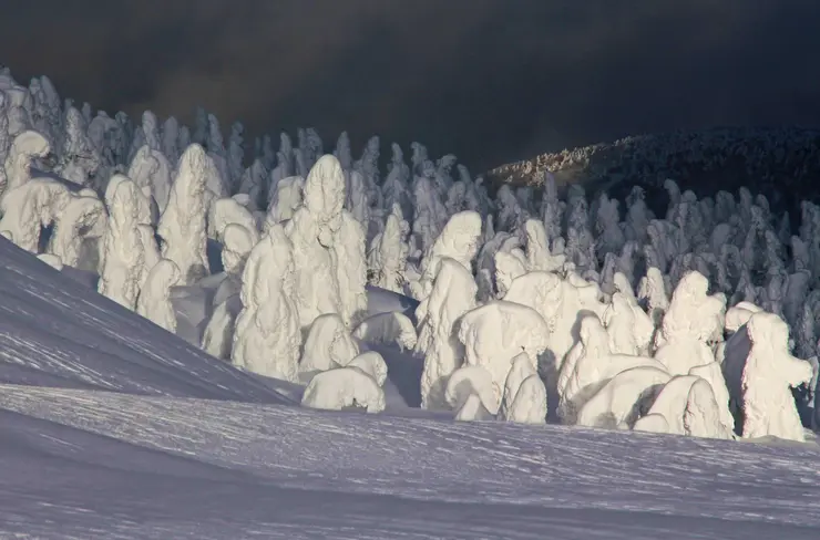 Where to see the Snow Monsters of Japan? | Japan Experience