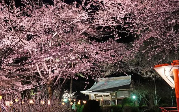 Night hanami at Kinugawa Onsen | Japan Experience