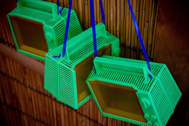 Japanese insects | Japan Experience