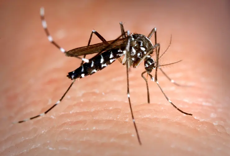 Japanese insects | Japan Experience