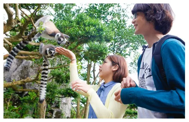 Izu Shaboten Zoo | Japan Experience
