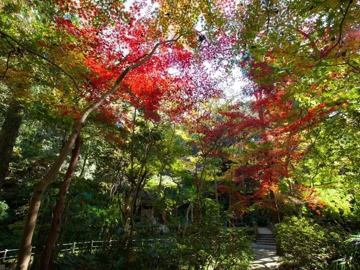 La vallée Todoroki | Japan Experience