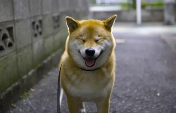 Top 8 of the most famous animals of Japan | Japan Experience