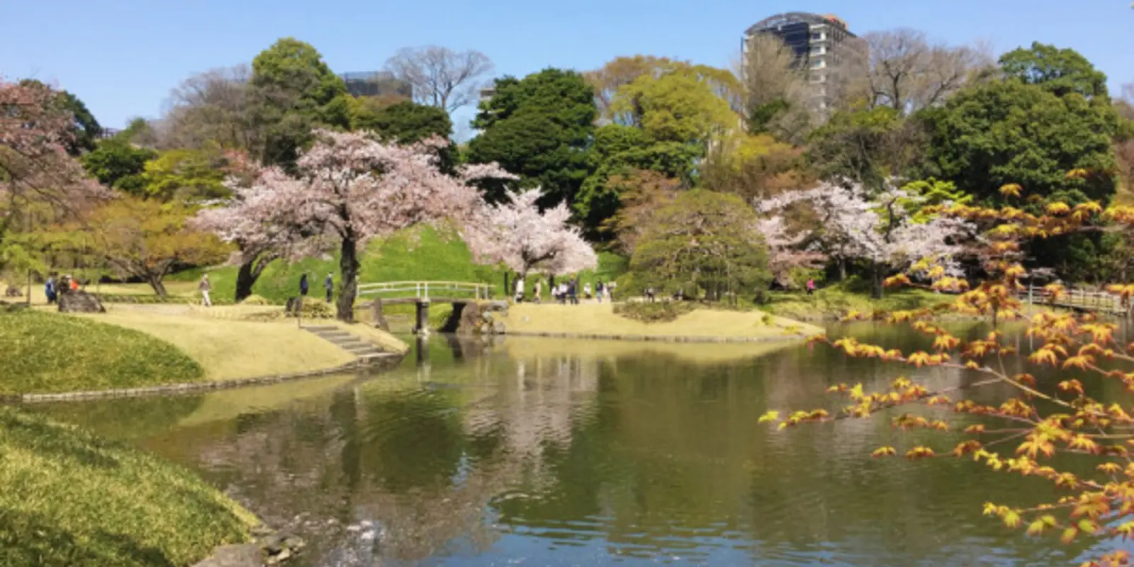 Japan Activity: Edo Gardens | Japan Experience