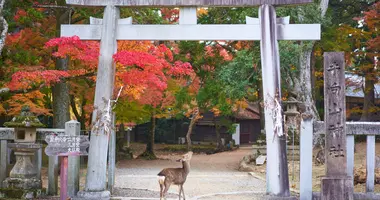 Karasuma Line Kyoto Subway | Japan Experience