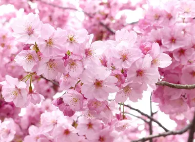 Hanami, Cherry Blossom Season in Japan | Japan Experience