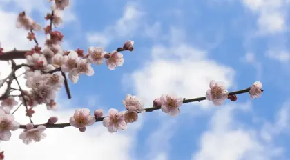 Top 8 endroits où voir les fleurs de prunier à Tokyo | Japan Experience