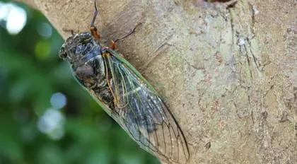 Cicada | Japan Experience