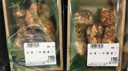 Matsutake Mushroom Season in Japan | Japan Experience