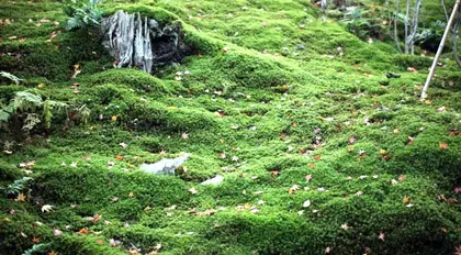 Making A Reservation At Saihoji Temple | Japan Experience