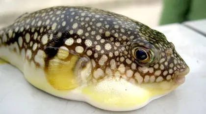 Fugu: Delicacies and Dangers of the Japanese Pufferfish | Japan Experience