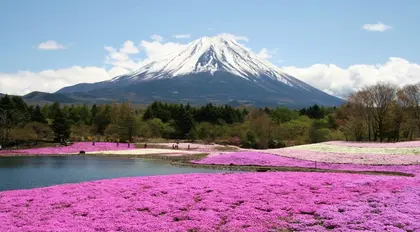 Fuji Matsuri Shibazakura | Japan Experience