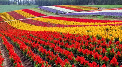 Biei | Japan Experience