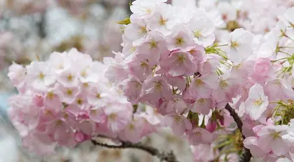 16 amazing facts about cherry trees in Japan | Japan Experience
