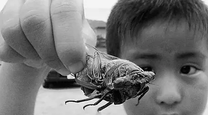 Japanese insects | Japan Experience
