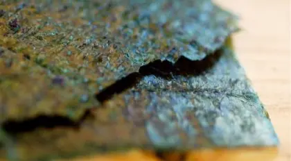 Nori | Japan Experience