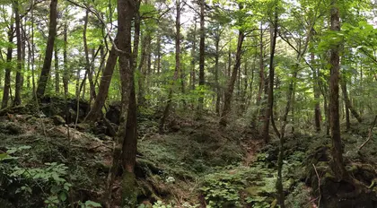 Aokigahara, A Thousand-Year-Old Japanese Forest – HDRWPT