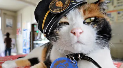 Top 8 of the most famous animals of Japan | Japan Experience