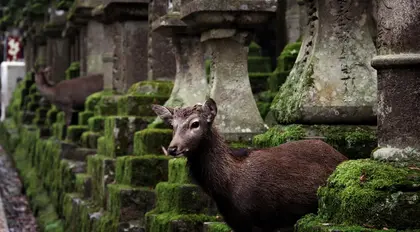 Nara : travel guide, accommodations & activities in Nara | Japan Experience