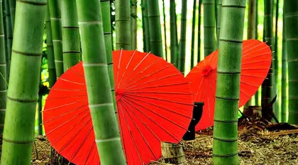 Bamboo | Japan Experience