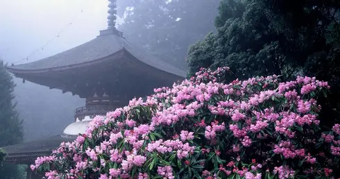 Daimon | Japan Experience