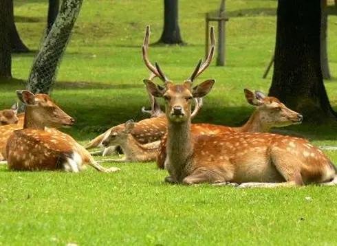 Five places to see deers in Japan | Japan Experience