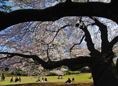 Hanami, Cherry Blossom Season in Japan | Japan Experience