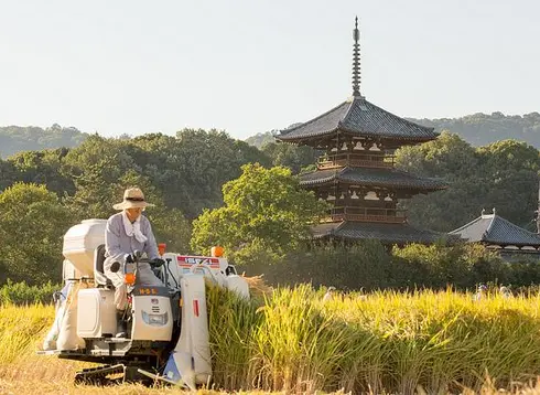 Rice in Japan | Japan Experience