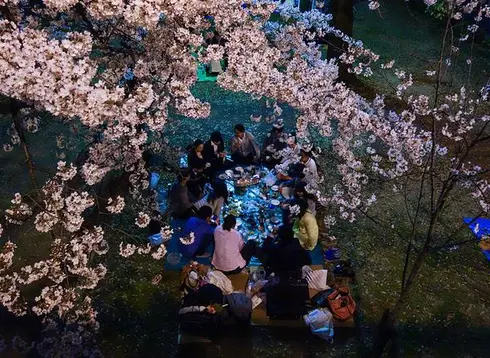 "Hanami is the Japanese pastime of admiring nature while drinking sake ...