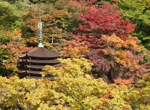 Tanzan Shrine | Japan Experience