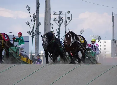 The horse in Japan | Japan Experience