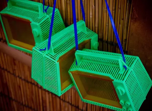 Japanese insects | Japan Experience