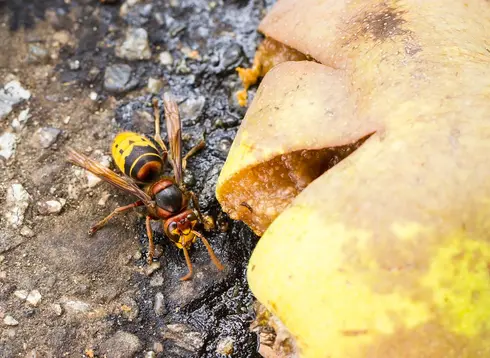 Japanese insects | Japan Experience