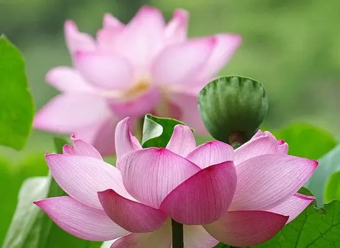 Admiring Lotuses in Japan | Japan Experience
