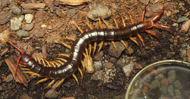 Japanese insects | Japan Experience