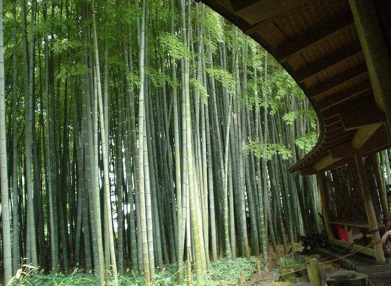 Hokokuji - The Bamboo Temple | Japan Experience