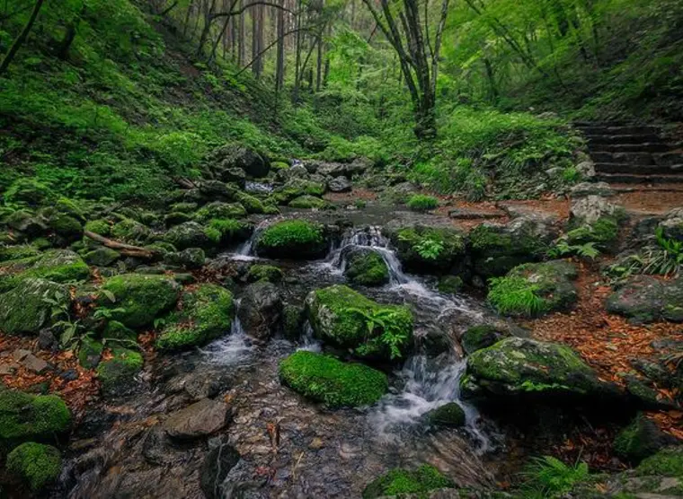Mount Mitake | Japan Experience
